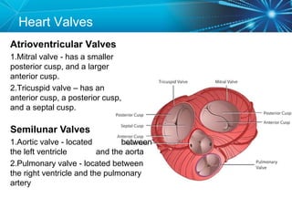 1 Cardiovascular Anatomy & Physiology.ppt