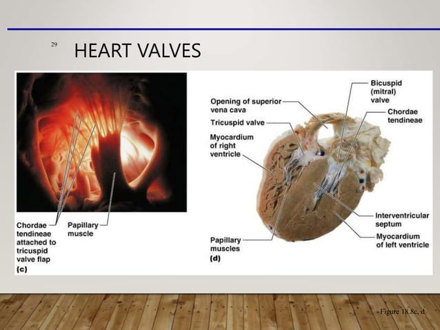 1 CARDIOVASCULAR SYSTEM.ppt