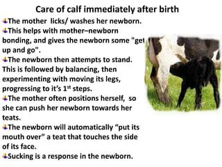 care of calf and cattle | PPTX