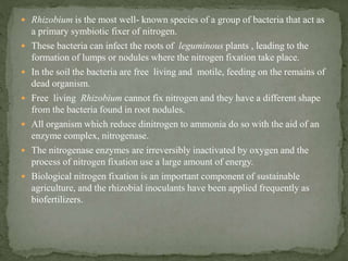 Isolation of rhizobium species from soil and to | PPTX