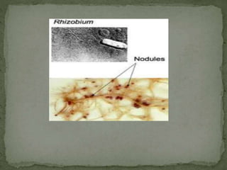 Isolation of rhizobium species from soil and to | PPTX