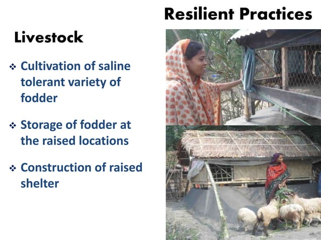 Resilient Livelihoods Pres_Caritas | PPT