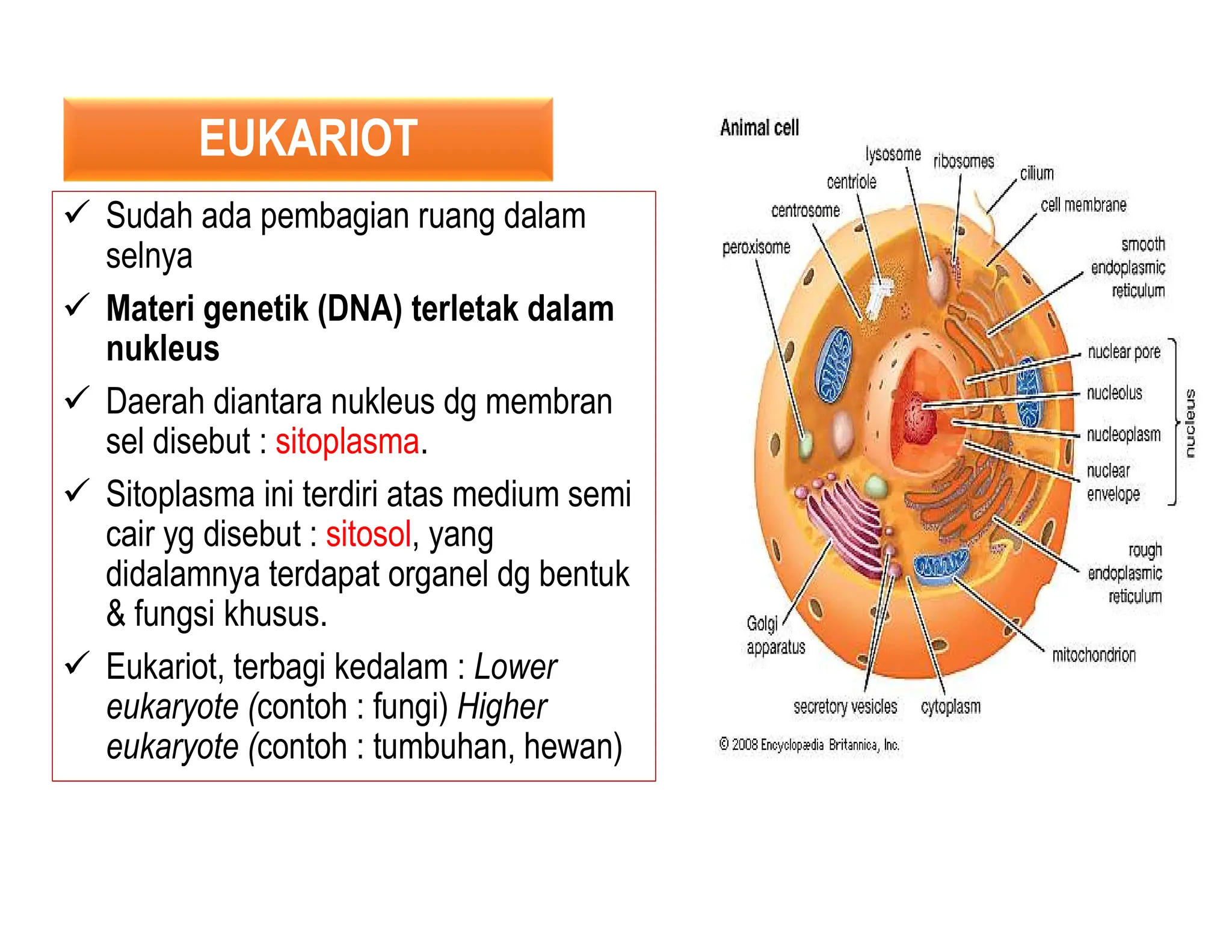 Biologi Molekuler sel, struktur, fungsi dan materi | PDF