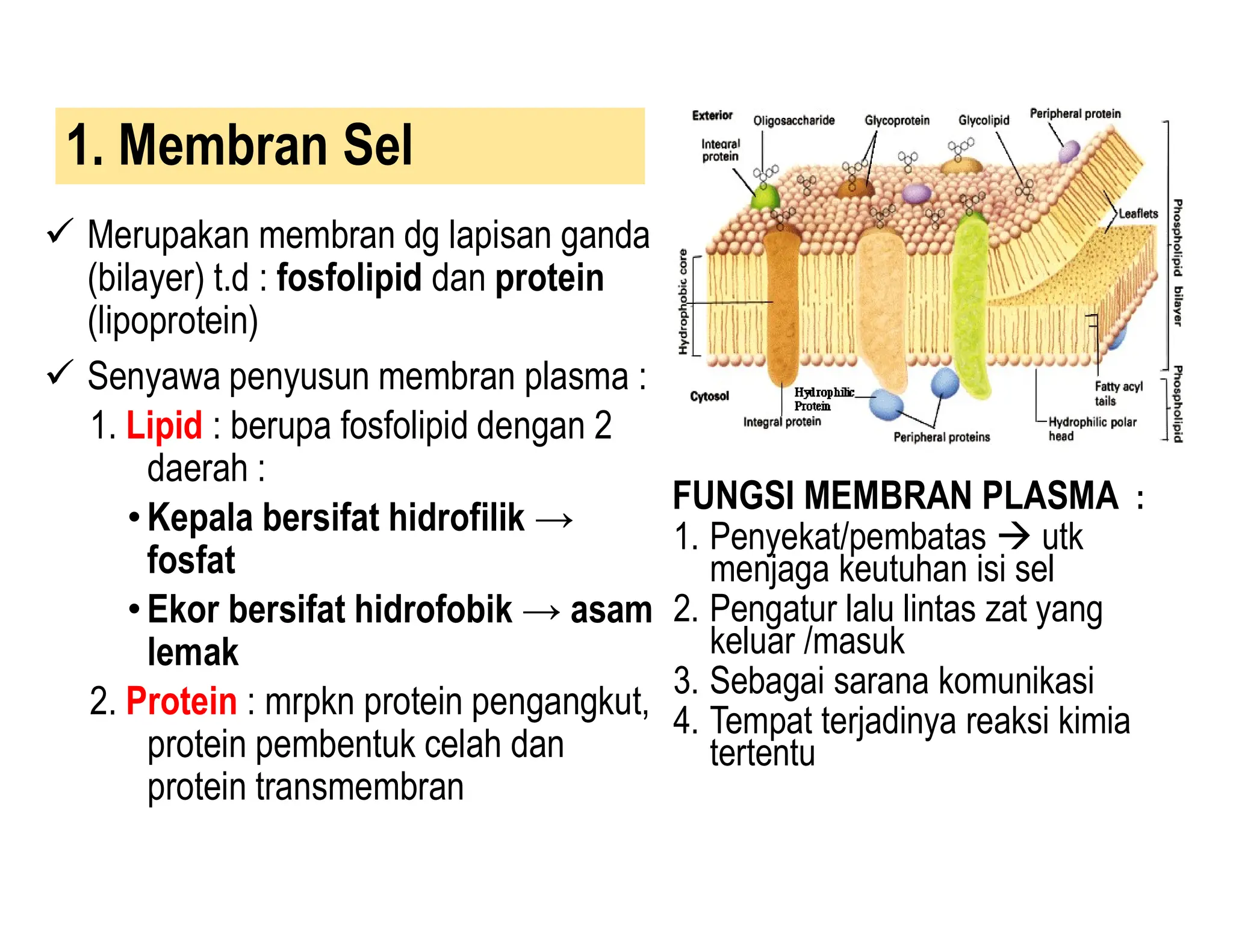 Biologi Molekuler sel, struktur, fungsi dan materi | PDF