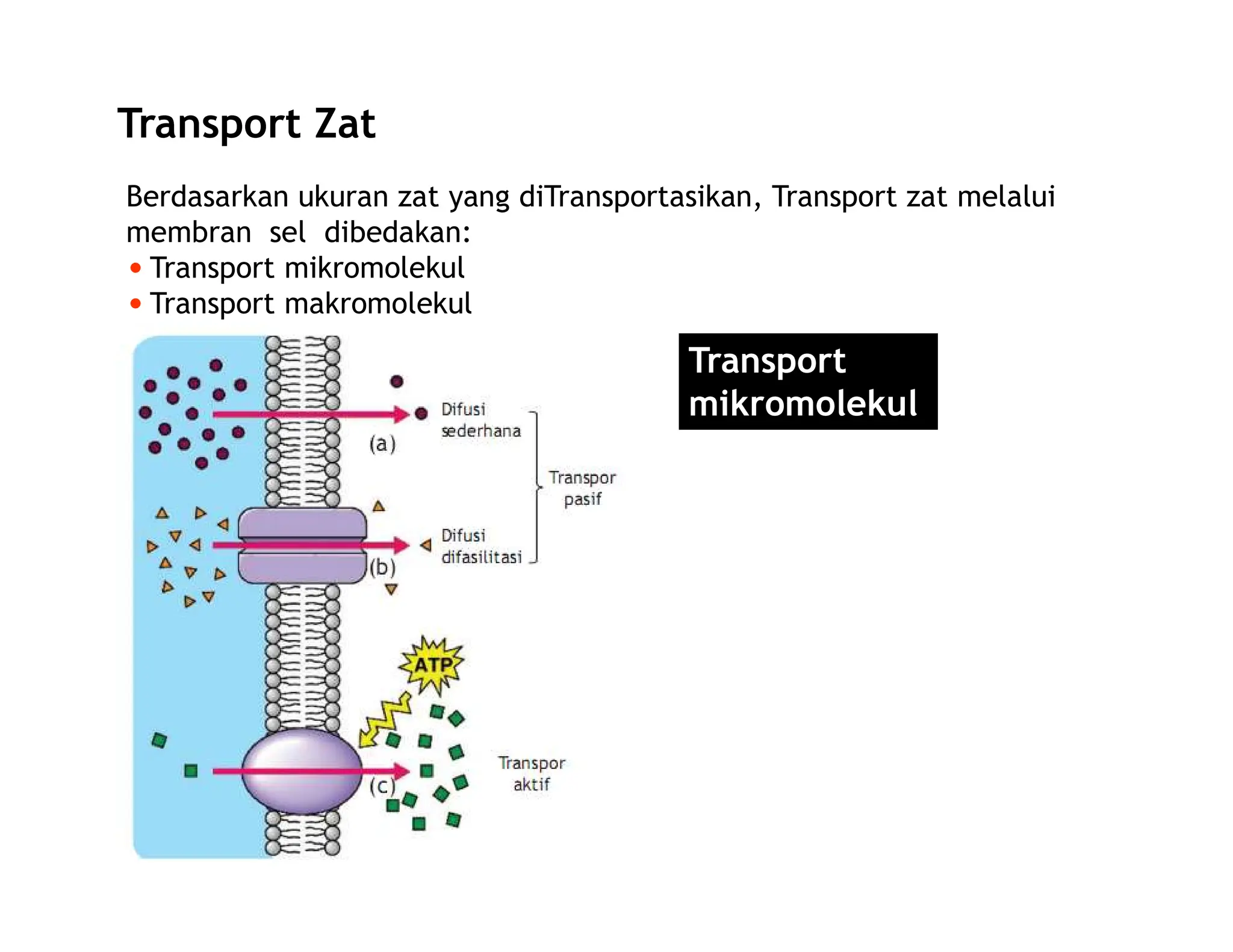 Biologi Molekuler sel, struktur, fungsi dan materi | PDF