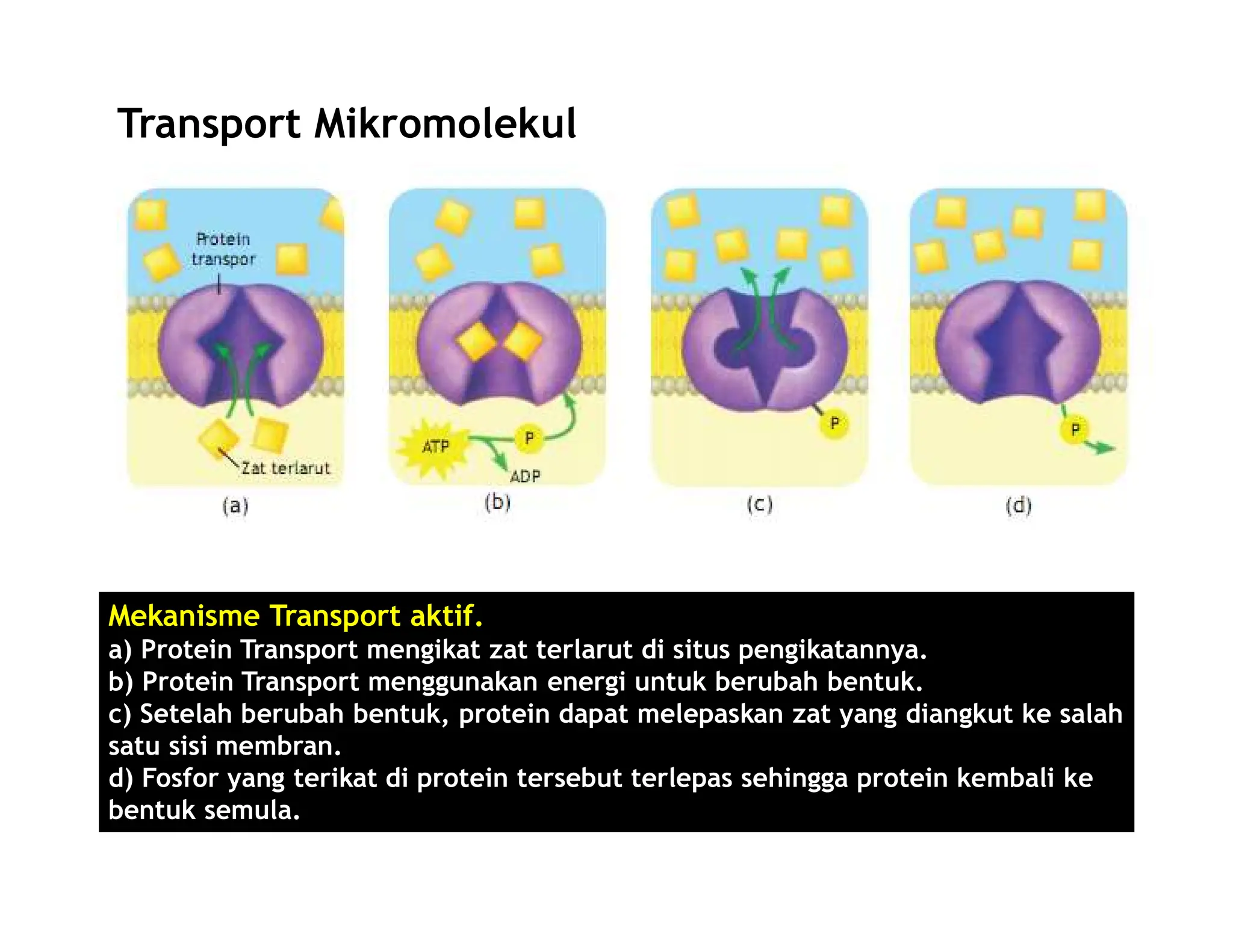 Biologi Molekuler sel, struktur, fungsi dan materi | PDF