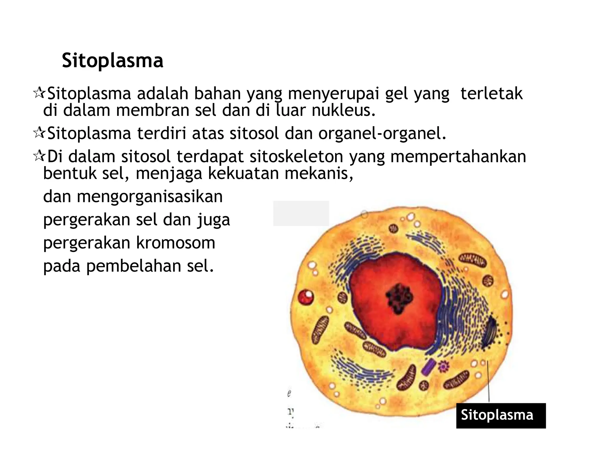 Biologi Molekuler sel, struktur, fungsi dan materi | PDF