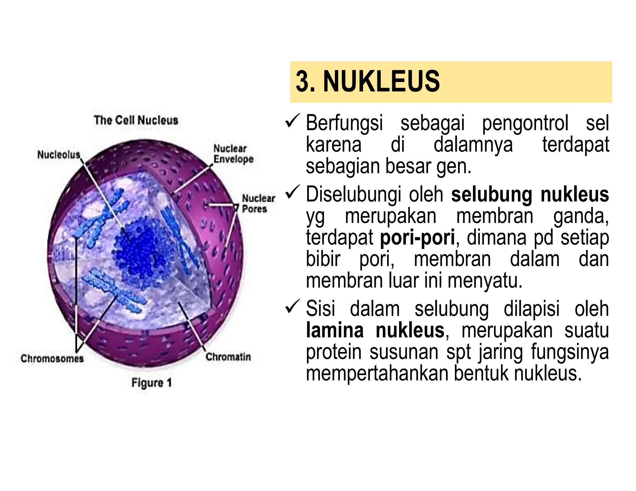 Biologi Molekuler sel, struktur, fungsi dan materi | PDF