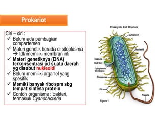 Biologi Molekuler sel, struktur, fungsi dan materi | PDF