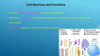 CELL BIOLOGY AND GENETICS - CELL PRO& EU.pptx