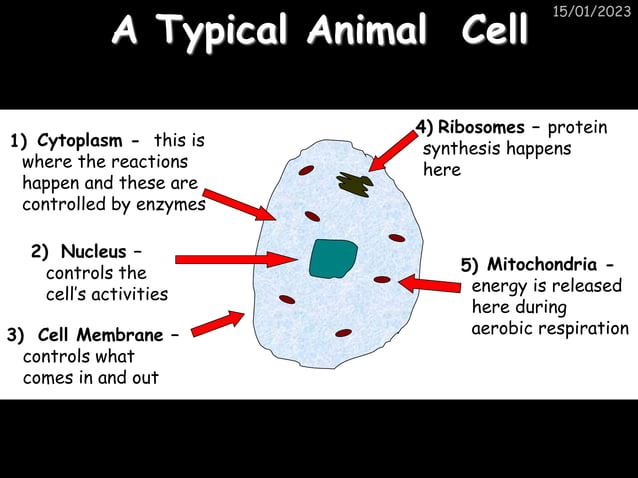 1 Cell Biology.pptx