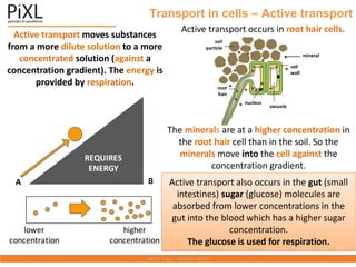1 Cell Biology KnowIT.pdf