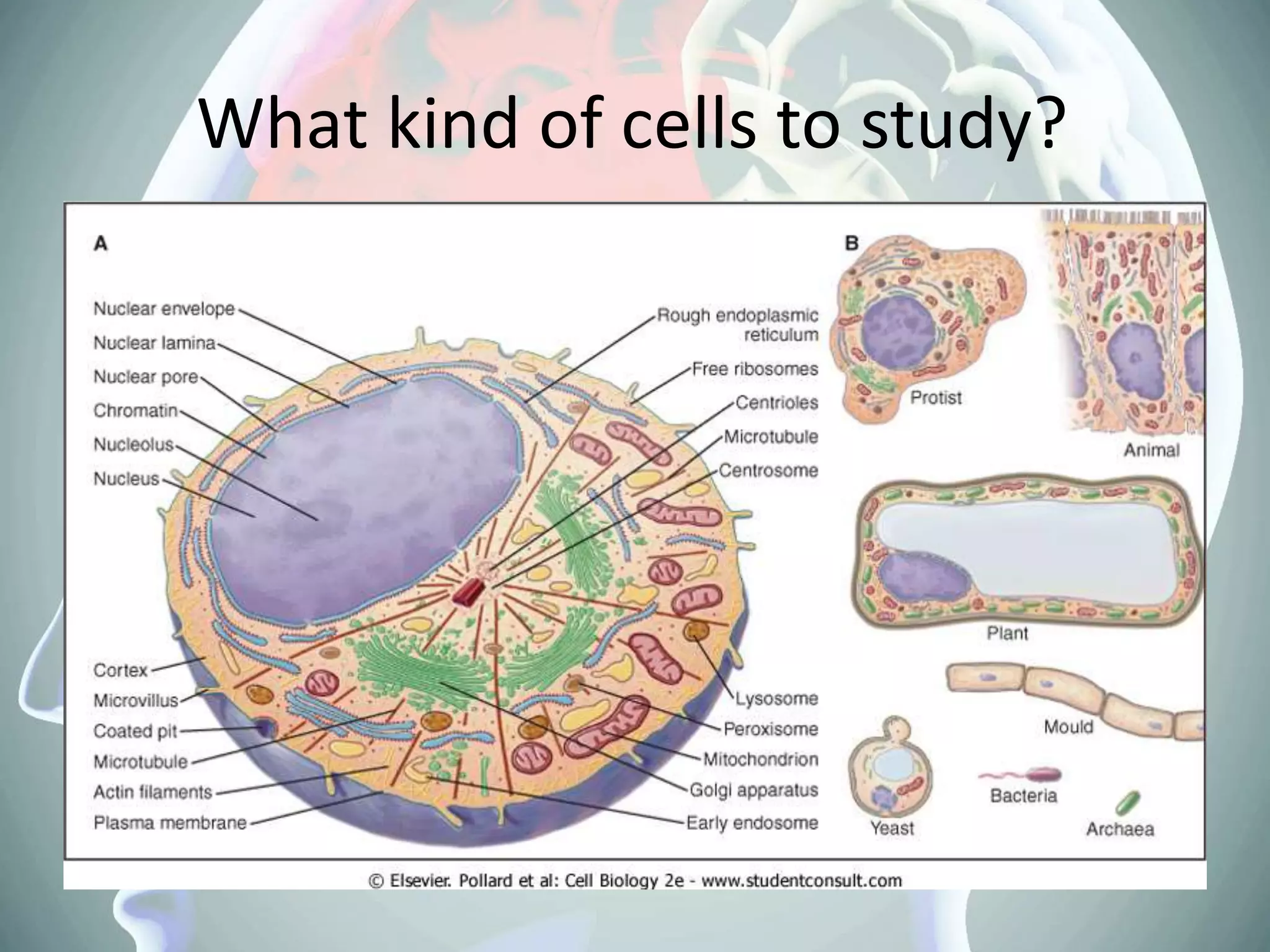 1 cell biology Introduction | PPT