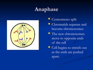 Meiosis and Mitosis - Cell Division/Cycle | PPTX