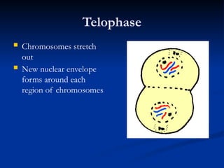 Meiosis and Mitosis - Cell Division/Cycle | PPTX