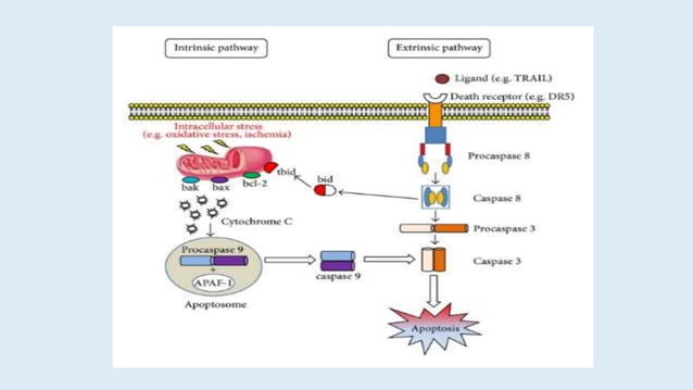 DPT - Cell injury and Cell death | PPTX | Chemistry | Science