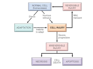 Cell injury, Cell Death and Adaptation.ppt