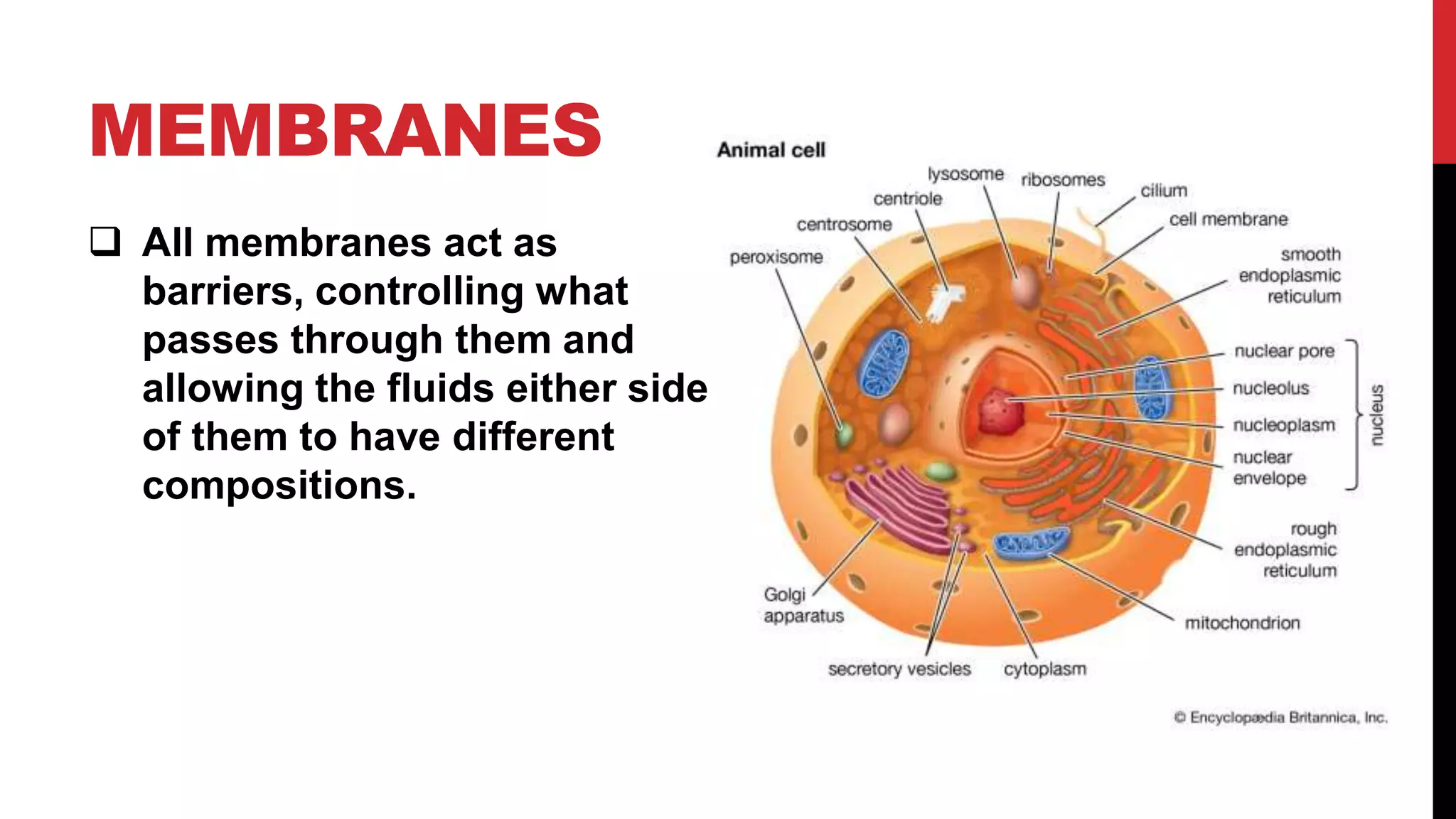 AS Biology - CELL MEMBRANES | PPTX