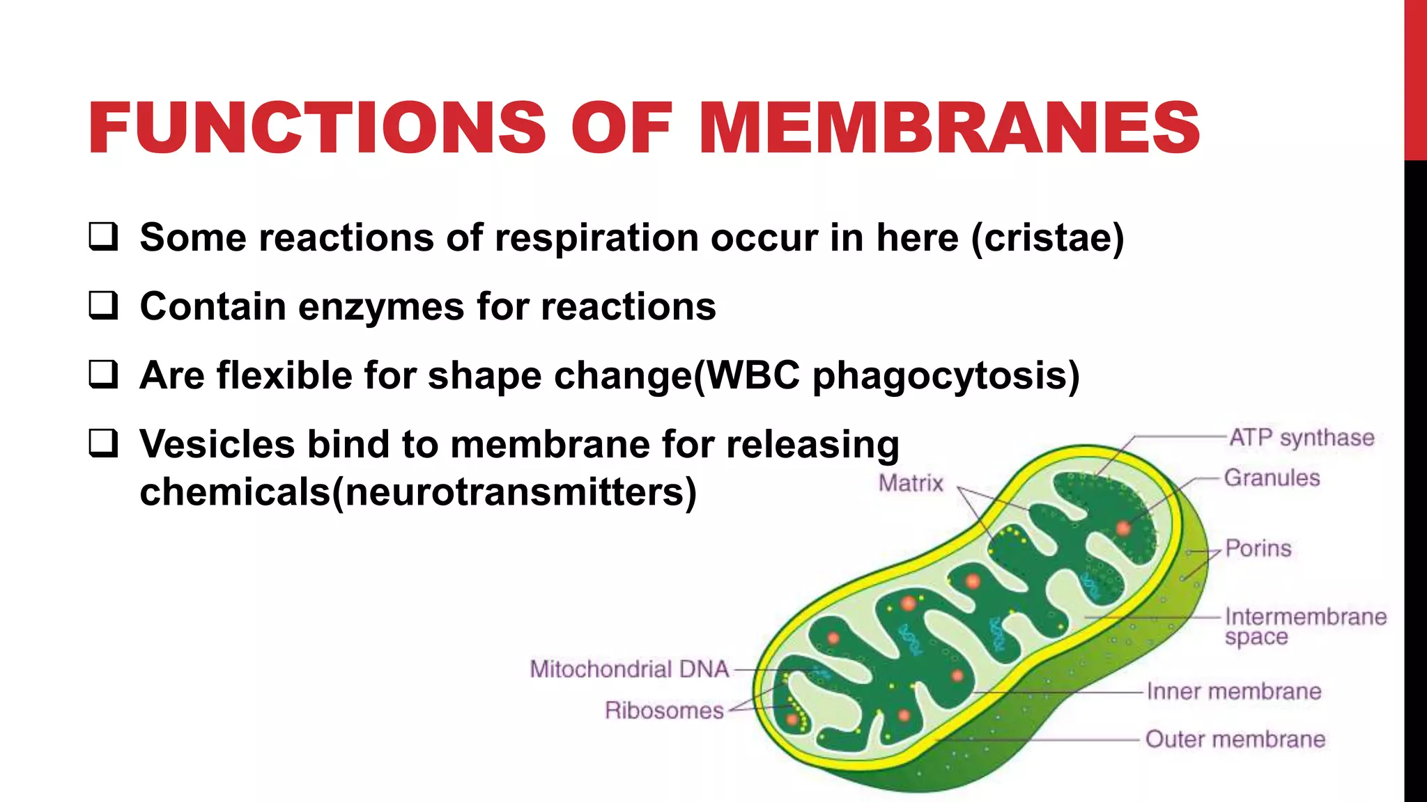AS Biology - CELL MEMBRANES | PPTX