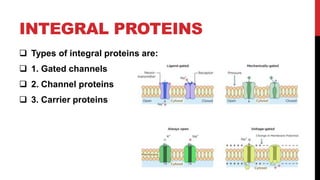 AS Biology - CELL MEMBRANES | PPTX