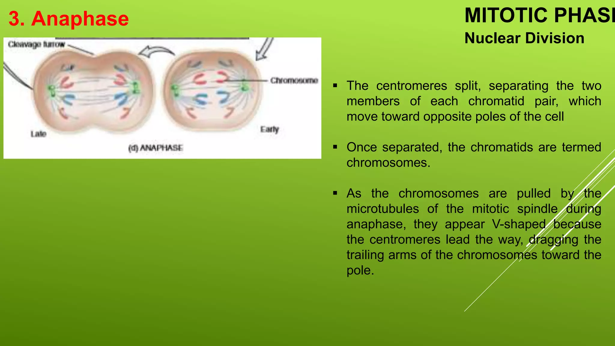 CELL DIVISION | PPTX