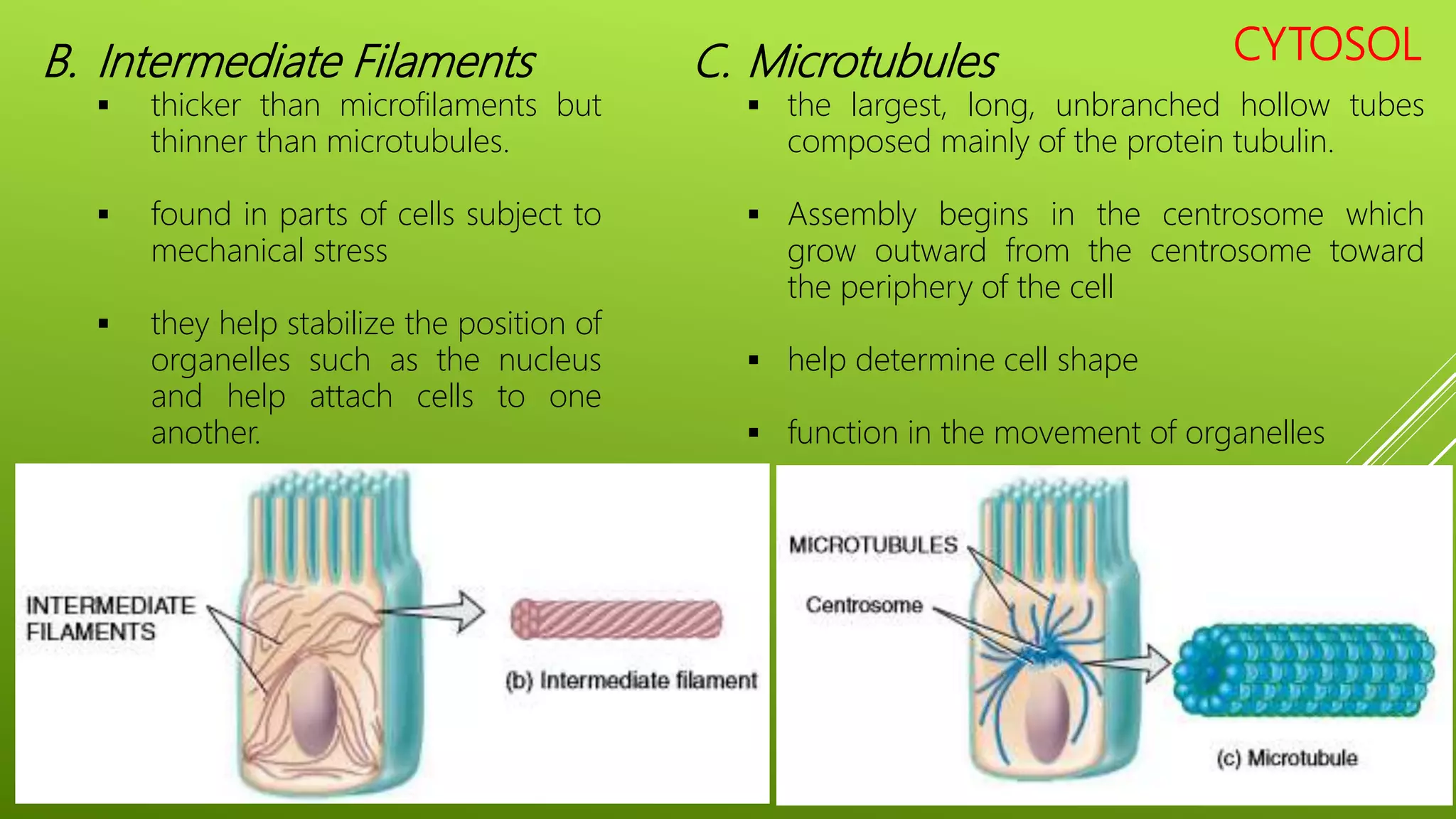 CELL PHYSIOLOGY | PPTX