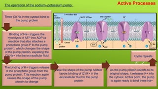CELL TRANSPORT PROCESS | PPTX