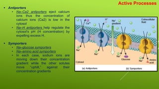 CELL TRANSPORT PROCESS | PPTX