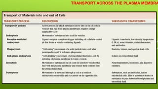 CELL TRANSPORT PROCESS | PPTX