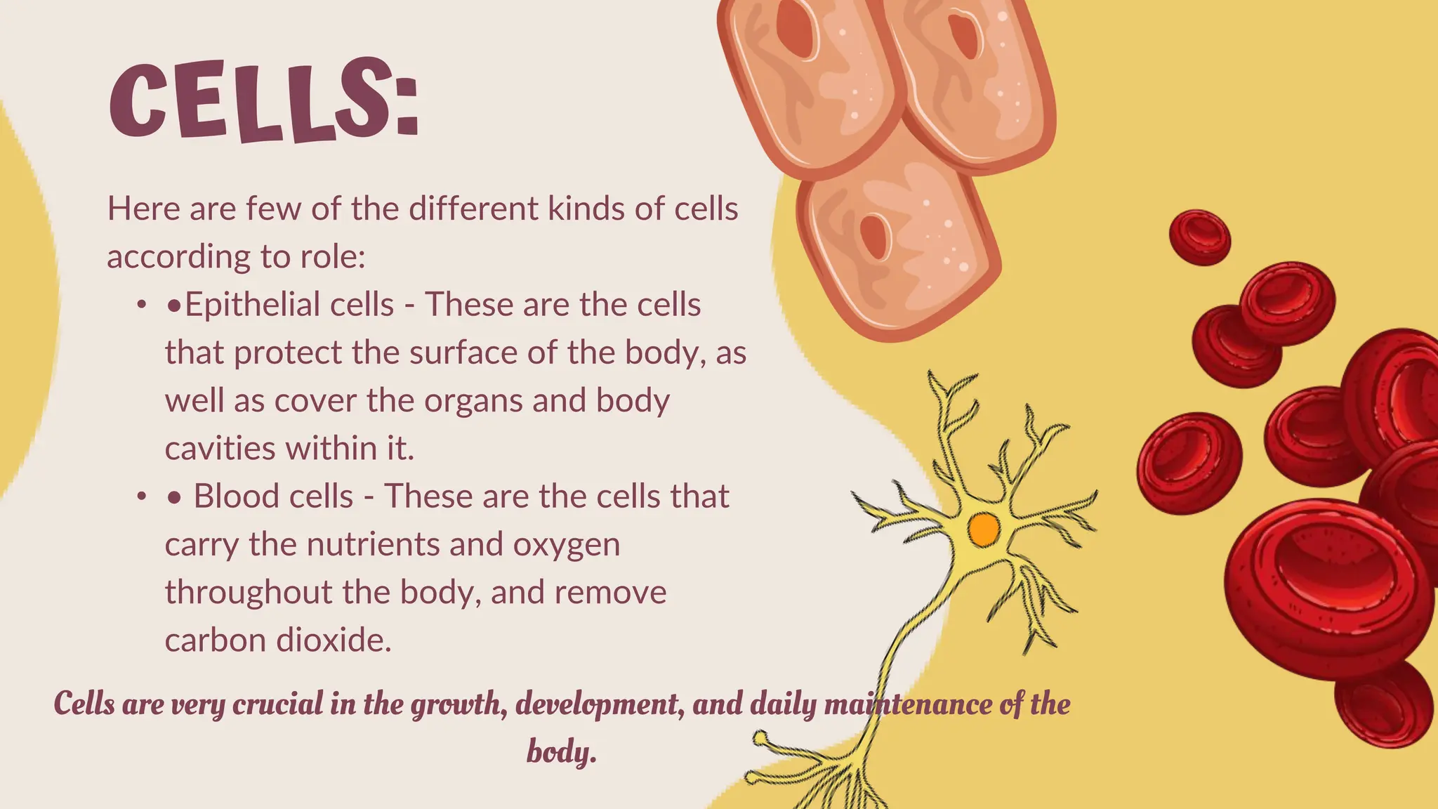 1 Cells and Cell theory.pdf