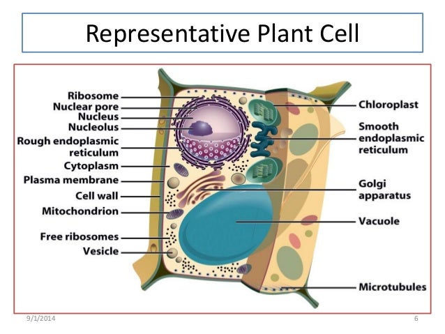 Nucleoplasm Plant Cell