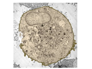 Real Animal Cell Under Microscope