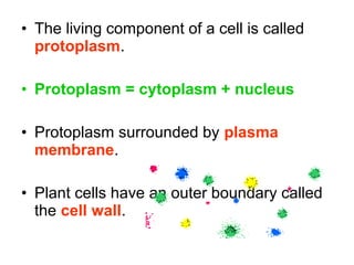 CHAPTER 2: CELL STRUCTURE | PPT