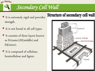1cell wall.pptx
