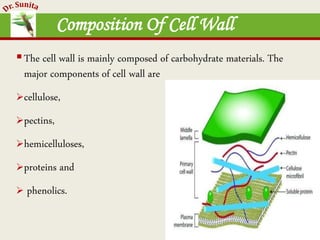1cell wall.pptx