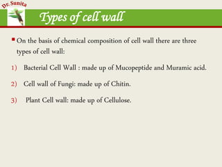 1cell wall.pptx