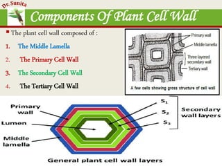 1cell wall.pptx
