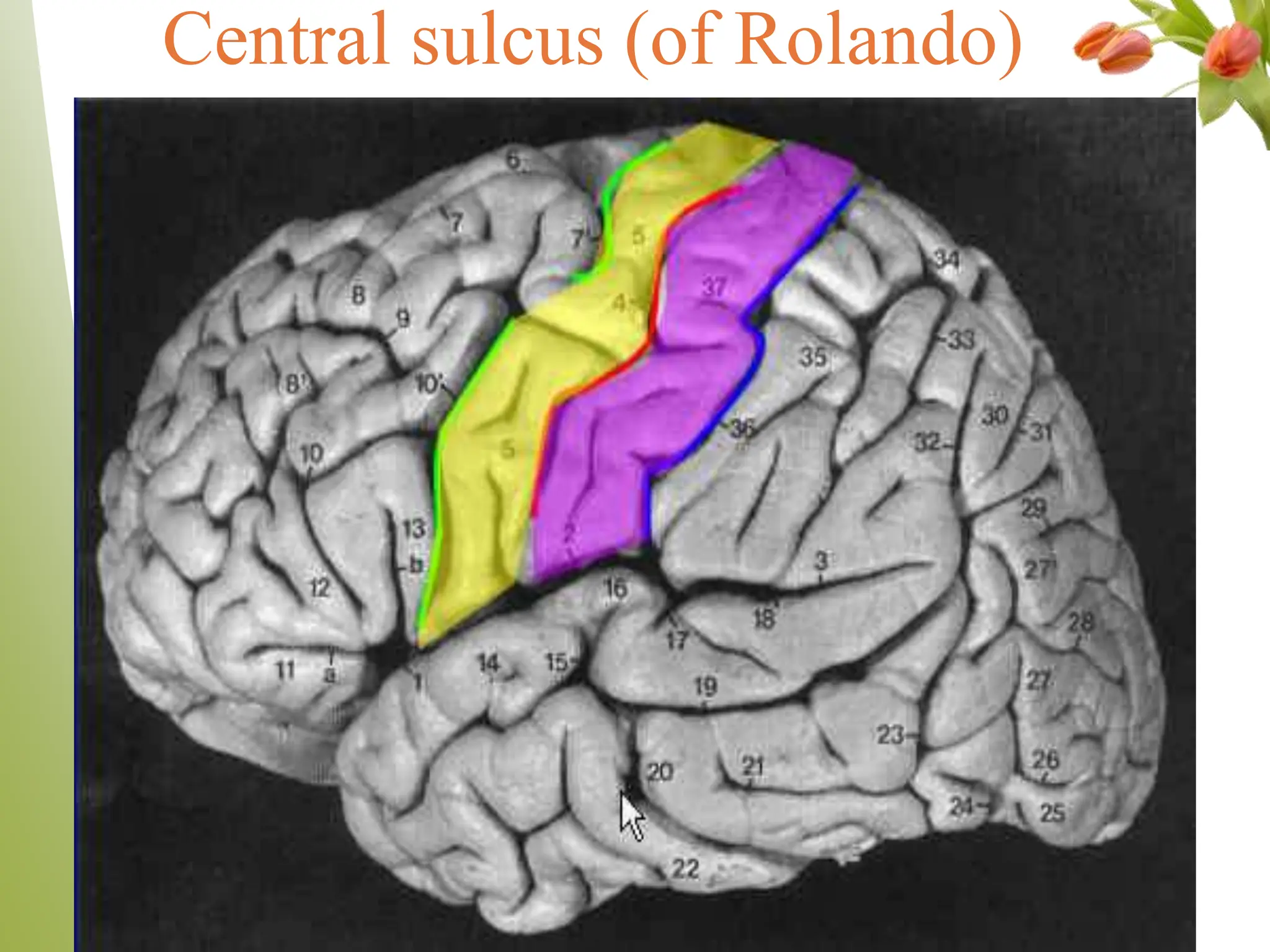 1Cerebrum - sulci and gyri.neuroanatomyppt | PPT