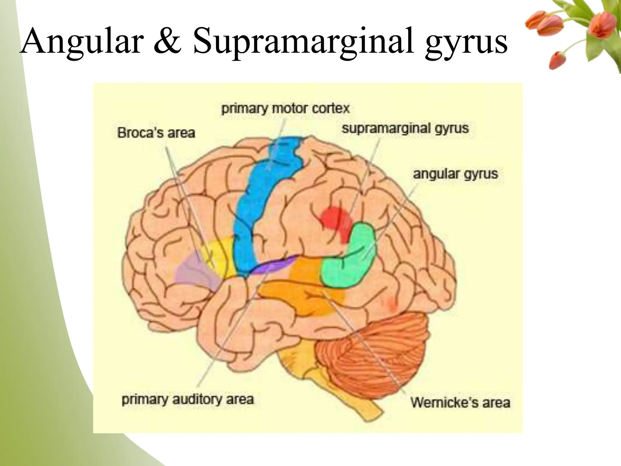 1Cerebrum - sulci and gyri.neuroanatomyppt | PPT