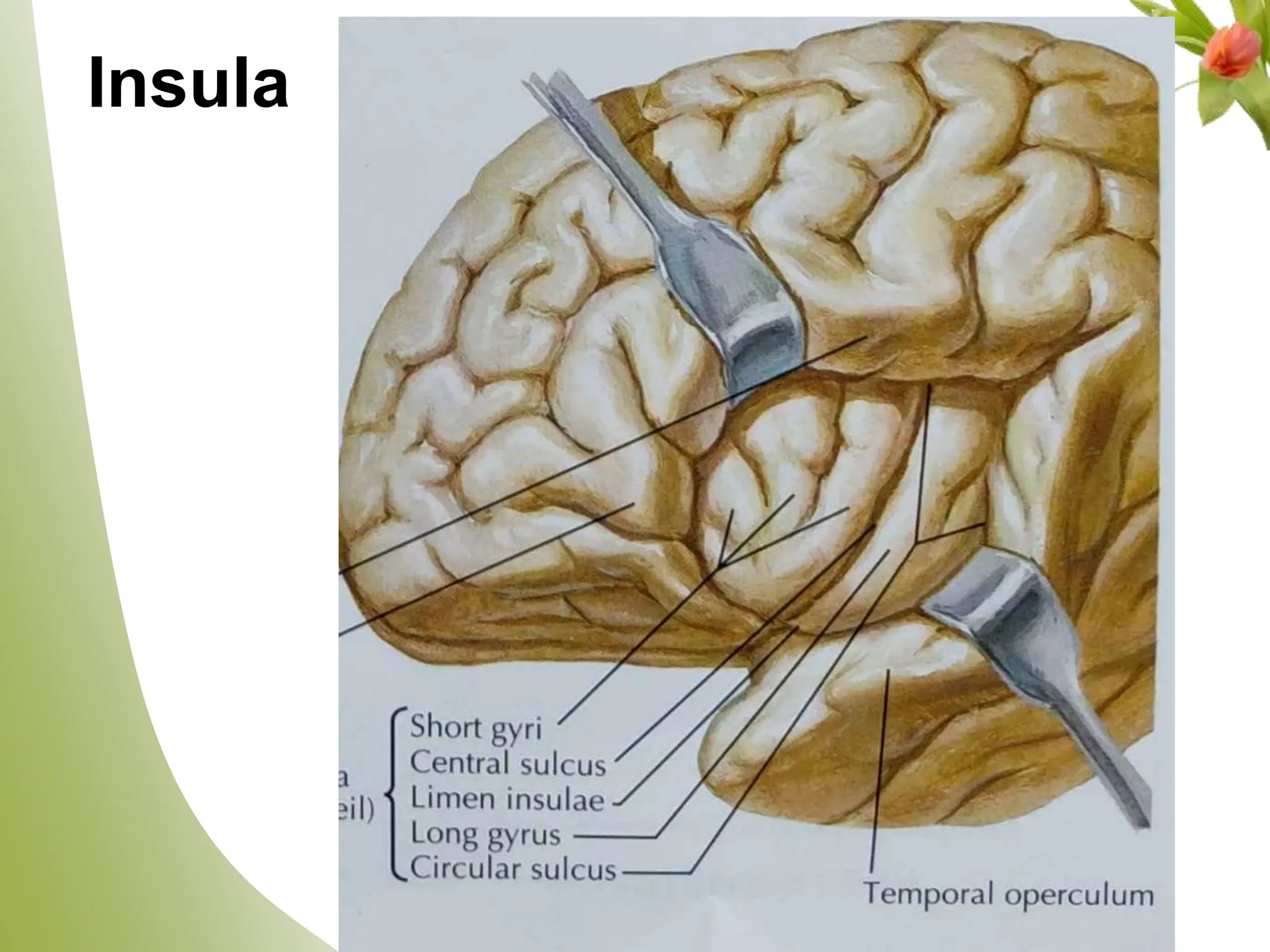 1Cerebrum - sulci and gyri.neuroanatomyppt | PPT