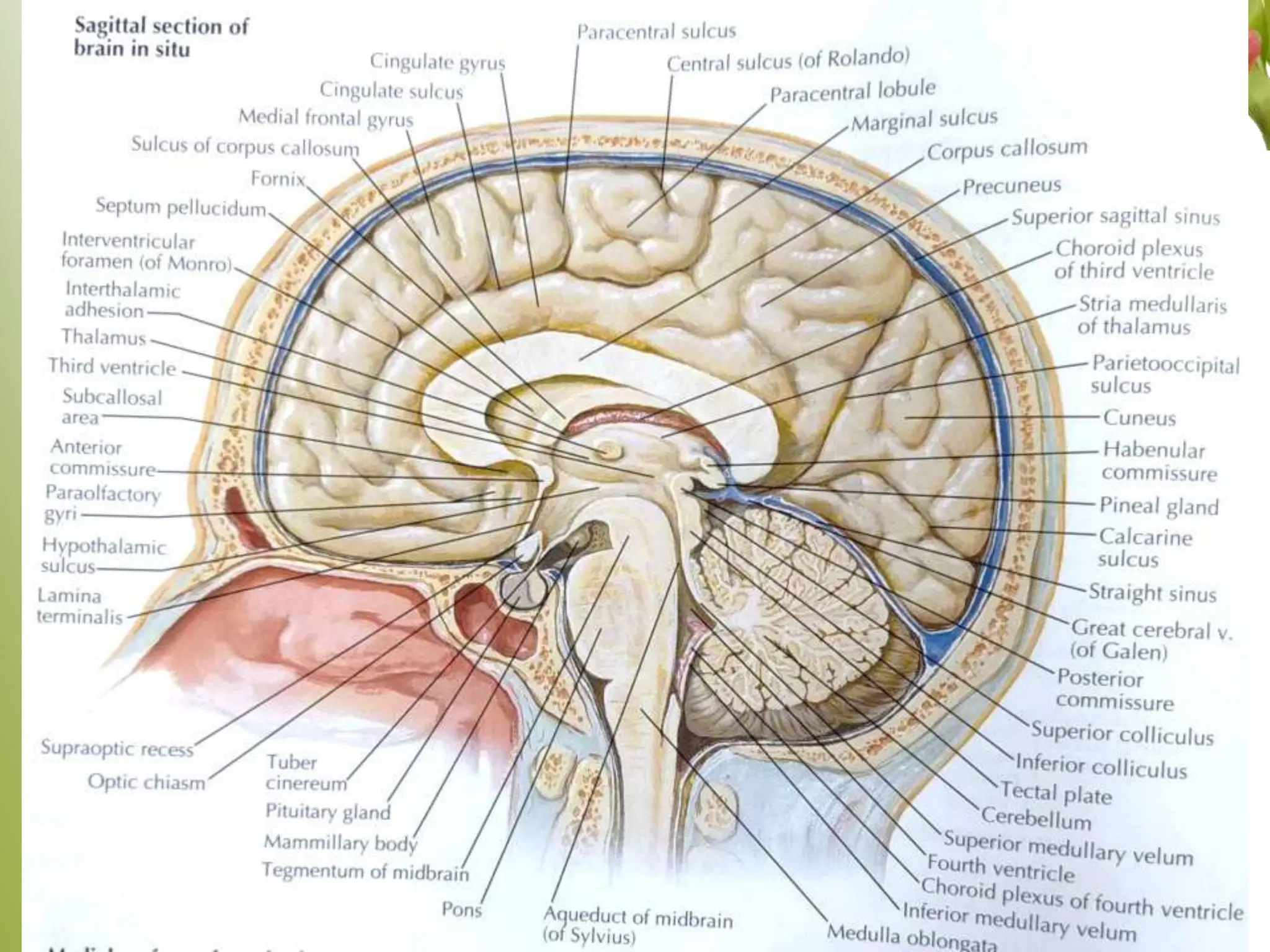 1Cerebrum - sulci and gyri.neuroanatomyppt | PPT