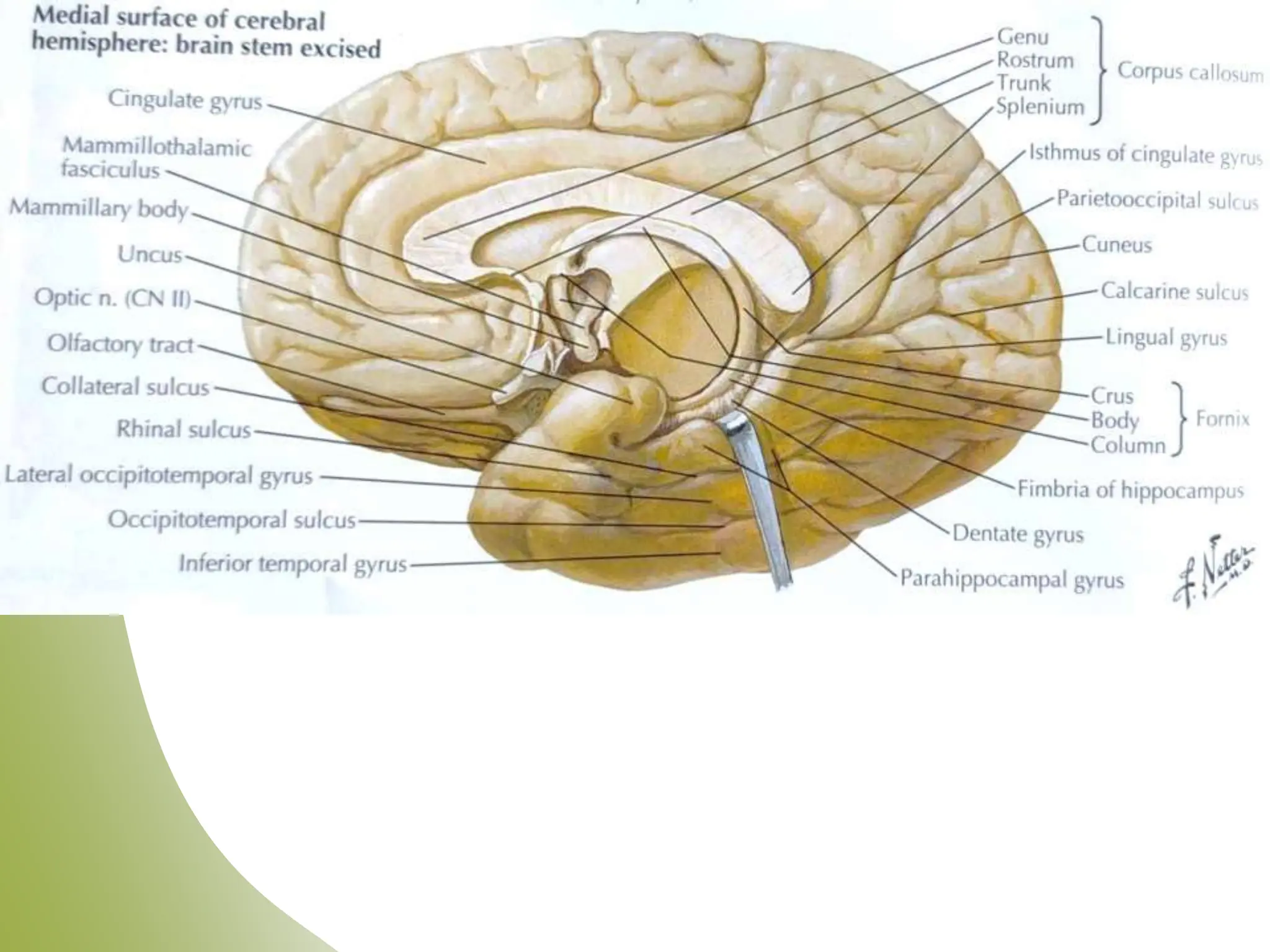 1Cerebrum - sulci and gyri.neuroanatomyppt | PPT