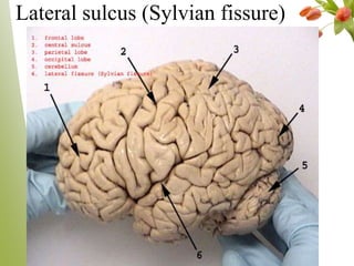 1Cerebrum - sulci and gyri.neuroanatomyppt | PPT