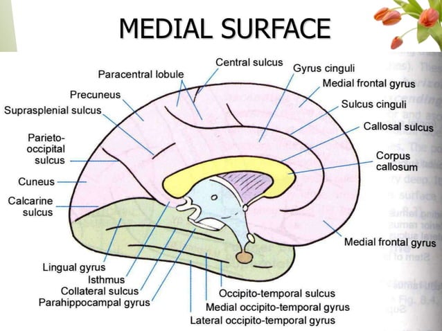1Cerebrum - sulci and gyri.neuroanatomyppt | PPT