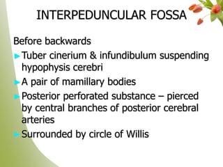 1Cerebrum - sulci and gyri.neuroanatomyppt | PPT