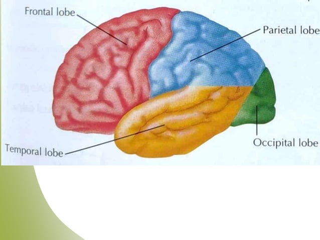 1Cerebrum - sulci and gyri.neuroanatomyppt | PPT