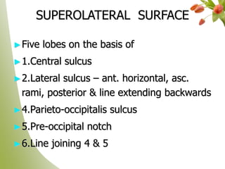 1Cerebrum - sulci and gyri.neuroanatomyppt | PPT