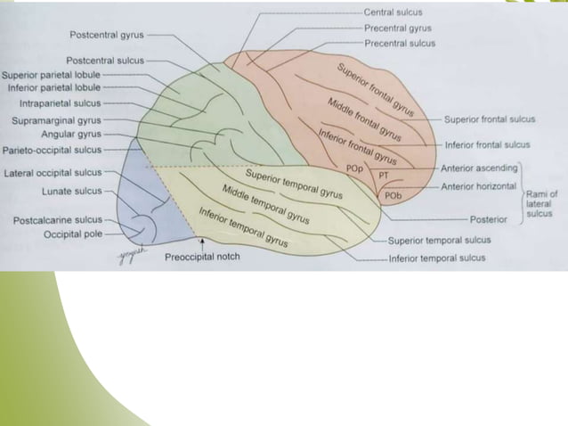 1Cerebrum - sulci and gyri.neuroanatomyppt | PPT