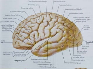 1Cerebrum - sulci and gyri.neuroanatomyppt | PPT