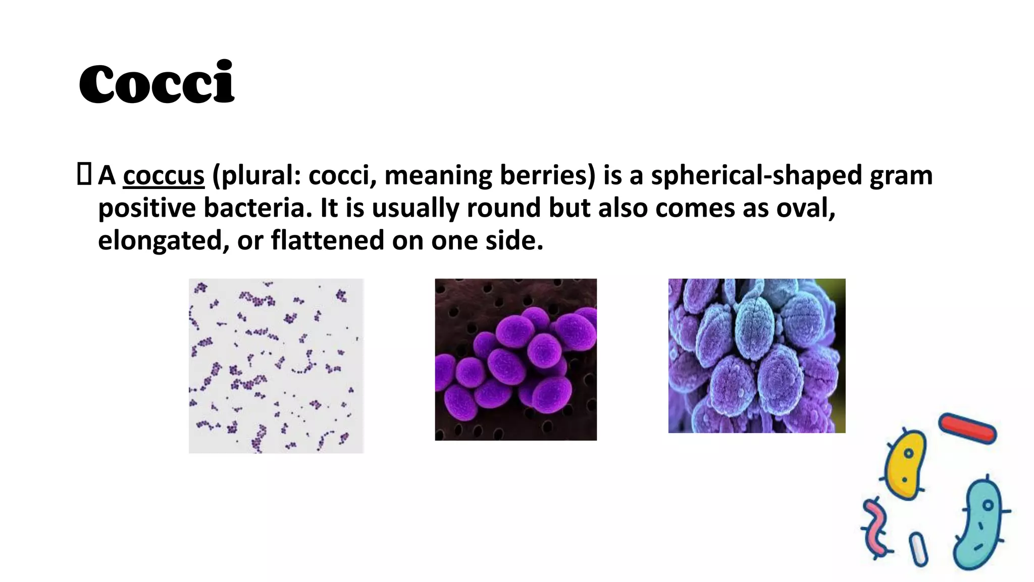 Cocci Bacteria | PDF